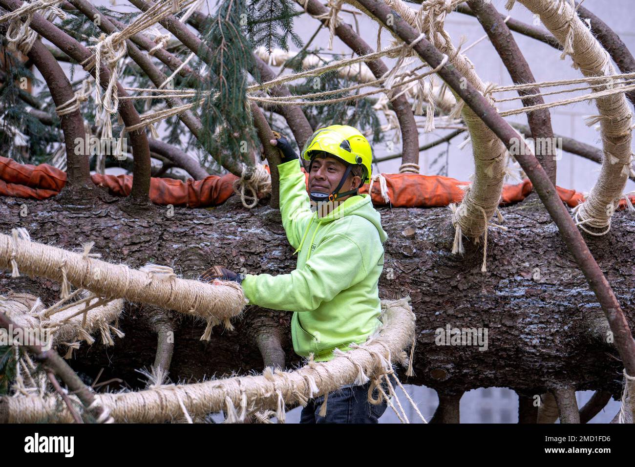 The 79-foot tall Rockefeller Center Christmas Tree arrives from Elkton ...