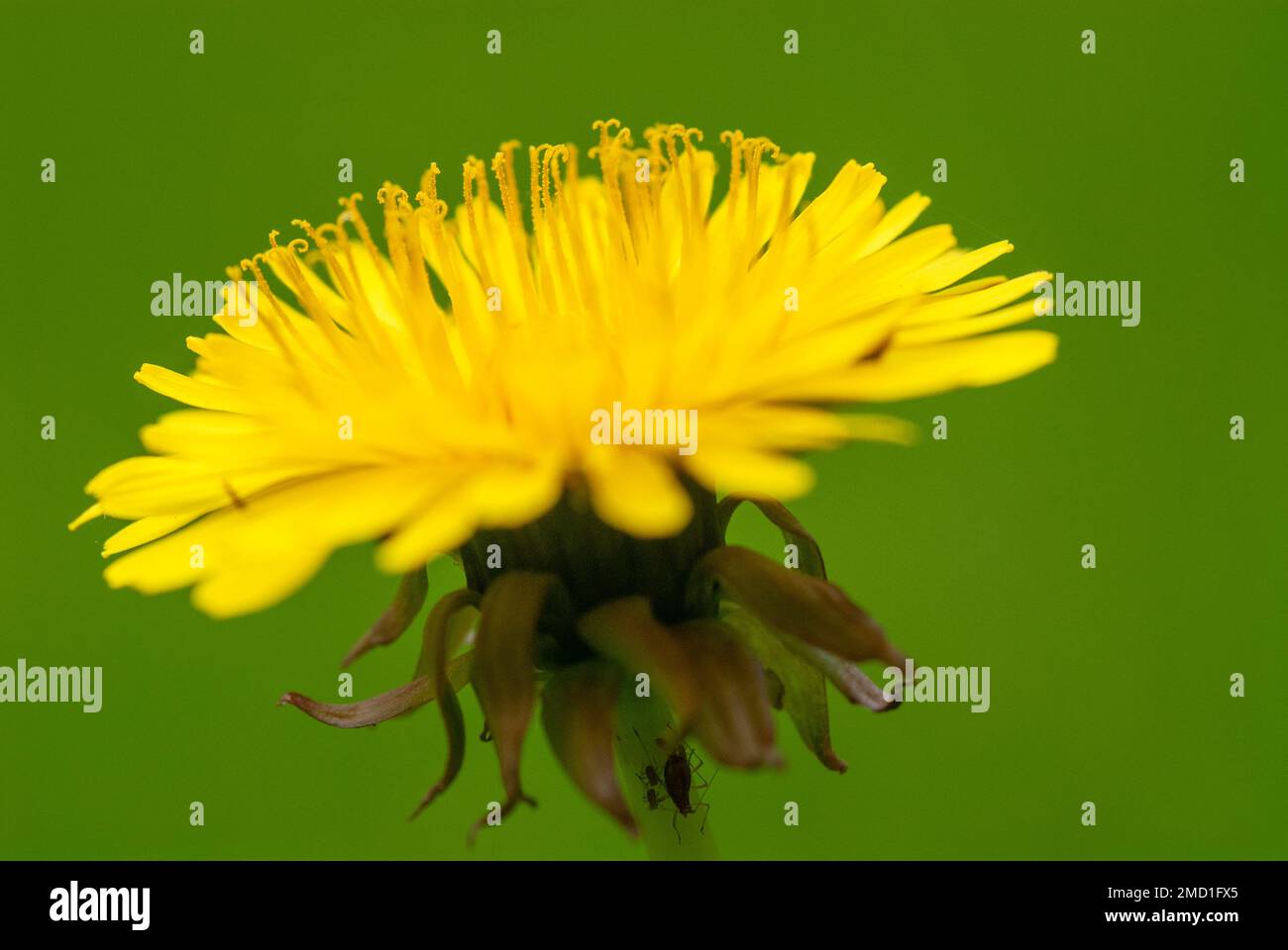Adult blackly with her young hiding under the flower of a dandelion ...