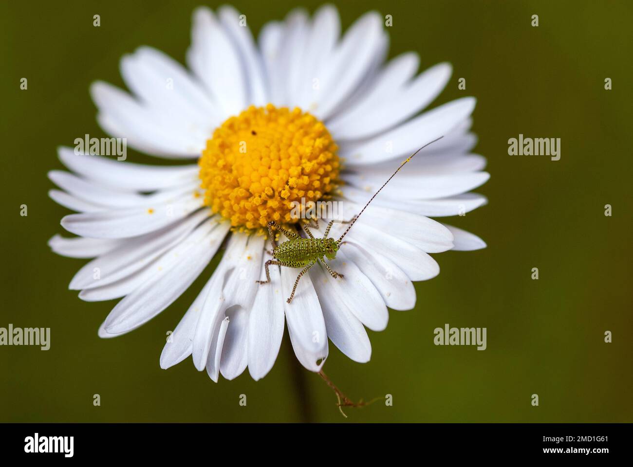 Marco shot, not visible by the average human eye, of a very tiny baby grasshopper on a small ...