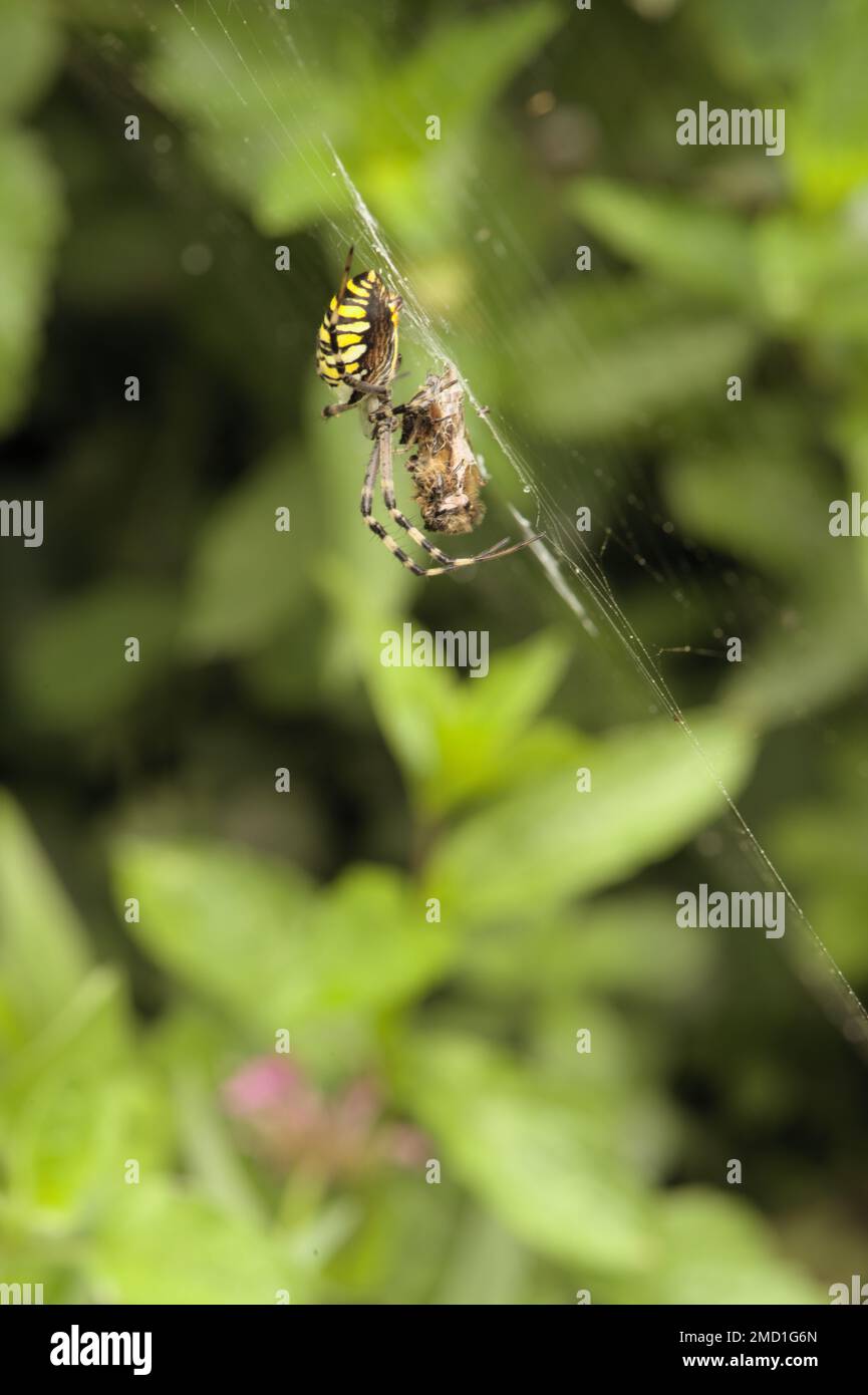 Wasp Spider (Argiope bruennichi) with bound prey in web Stock Photo - Alamy