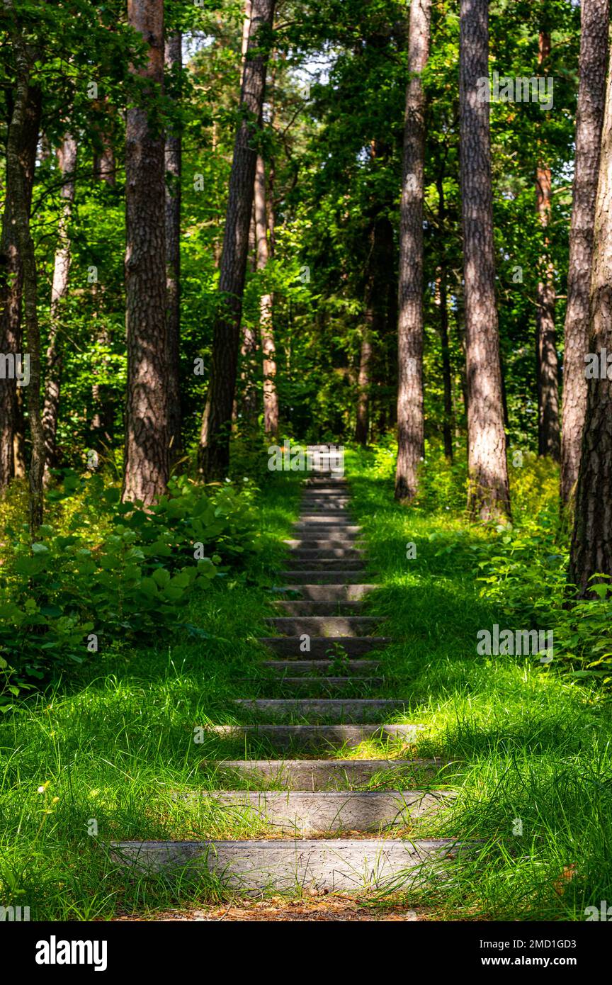 Scenery of concrete steps stairway pathway on the forest slope ...