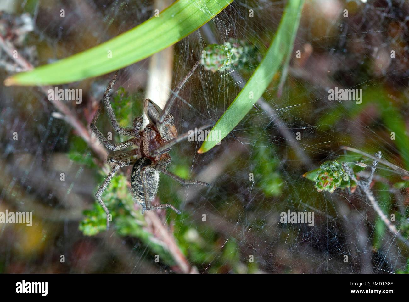 Wolf spider capturing its prey Stock Photo - Alamy