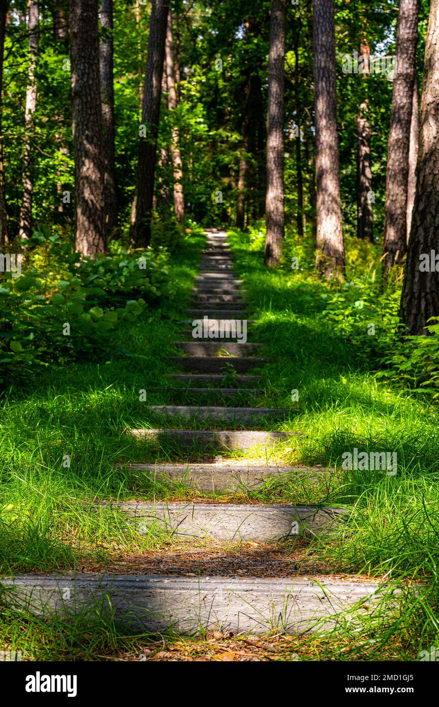 Scenery of concrete steps stairway pathway on the forest slope ...
