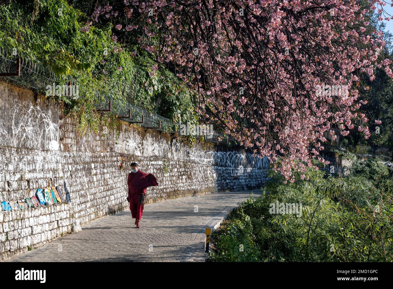 An exile Tibetan Buddhist monk walks under a cherry blossom in ...