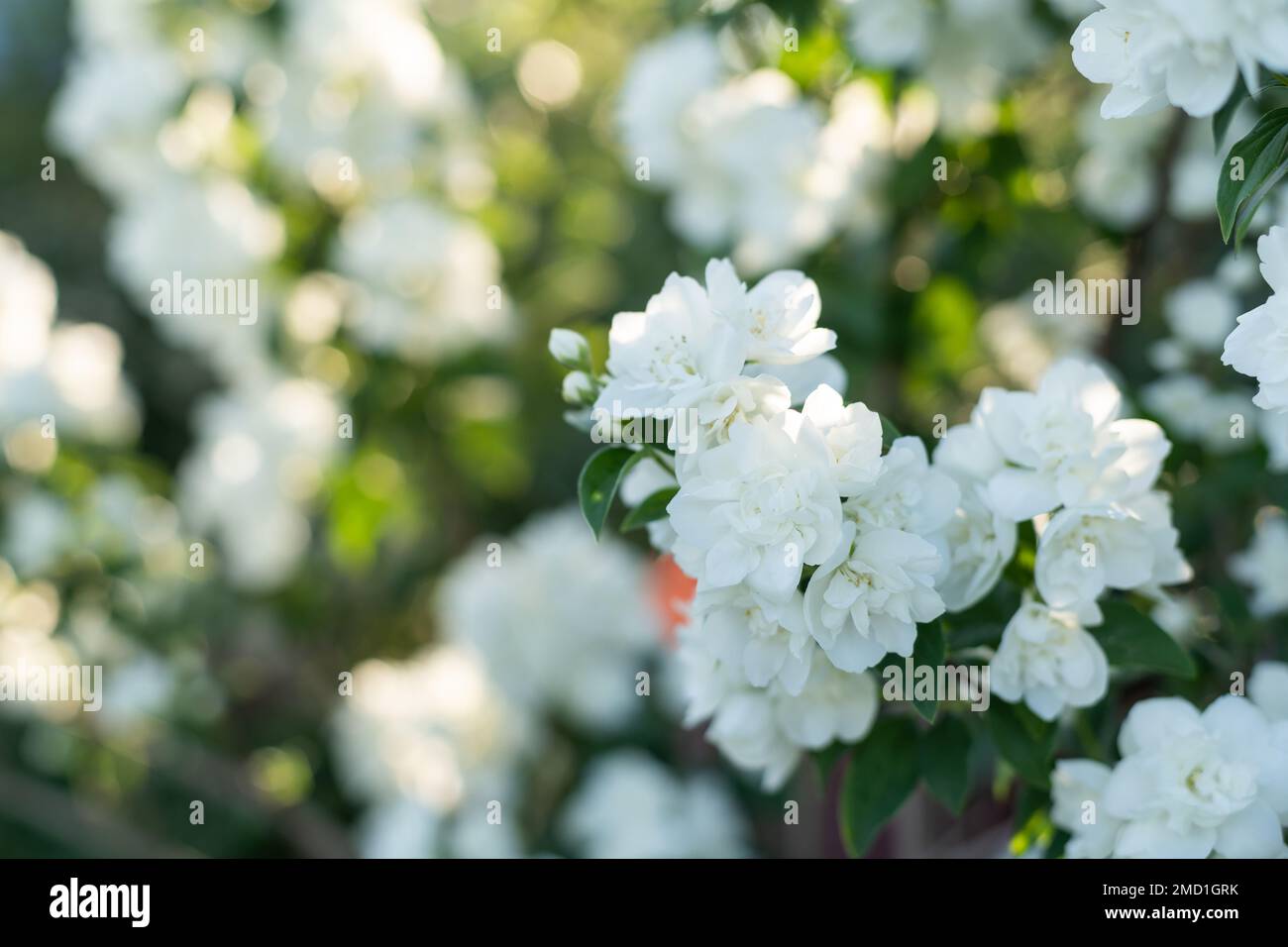 White Jasmine flower with green leaf nature background, fragrant smell ...