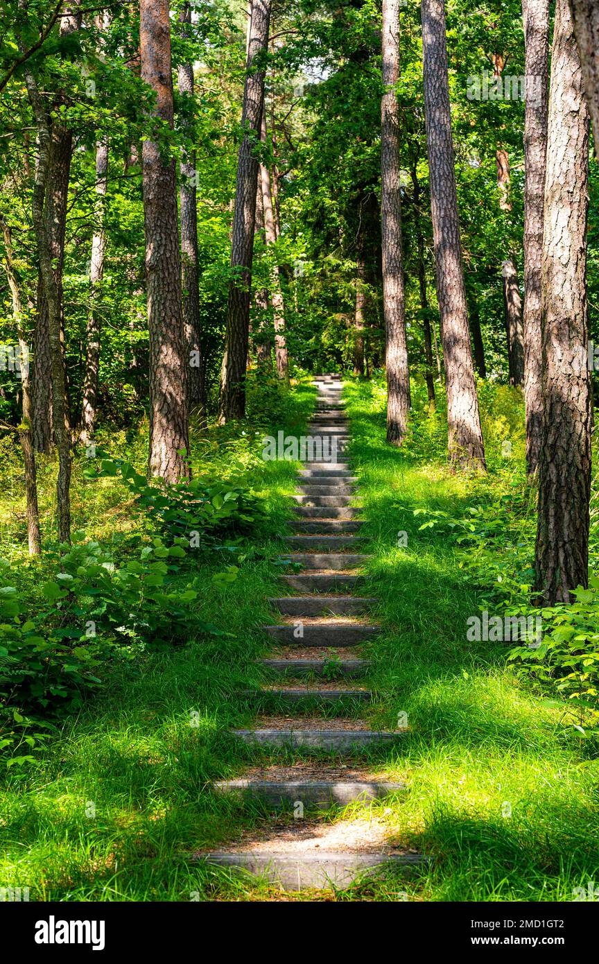 Scenery of concrete steps stairway pathway on the forest slope ...