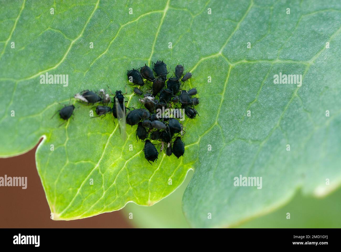 Clustering bugs hi-res stock photography and images - Alamy