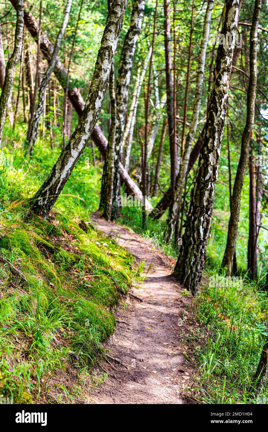 Curved pathway on the mixed forest slope. Birch pine and other trees in ...