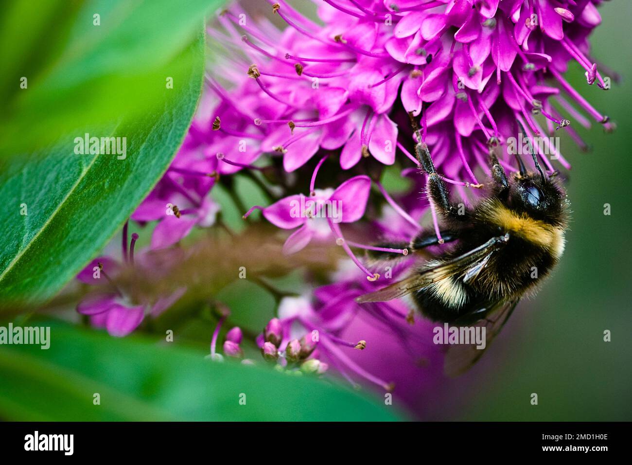 Bees collecting pollen from bright hi-res stock photography and images ...