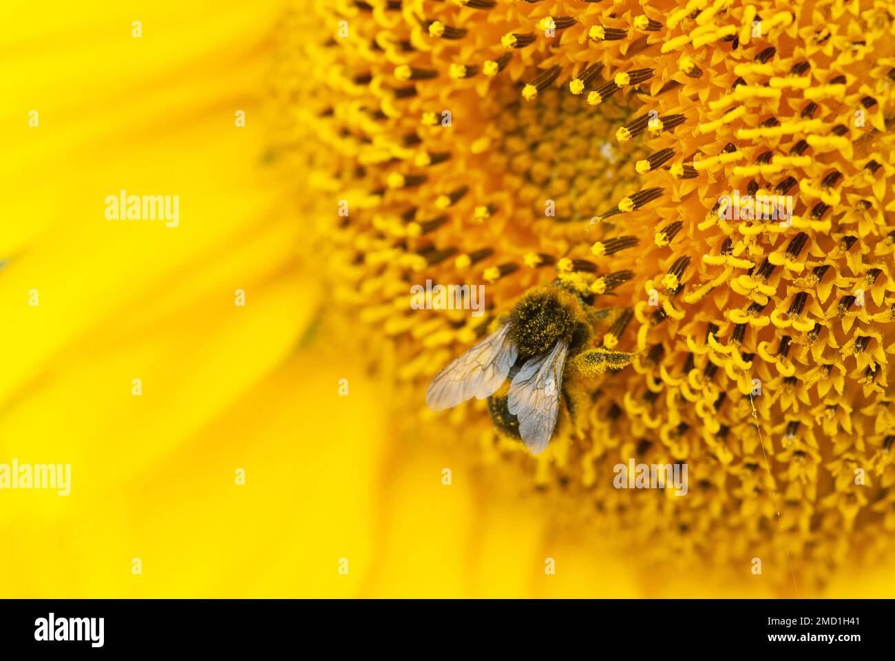 Bee collecting pollen on a sunflower head Stock Photo - Alamy