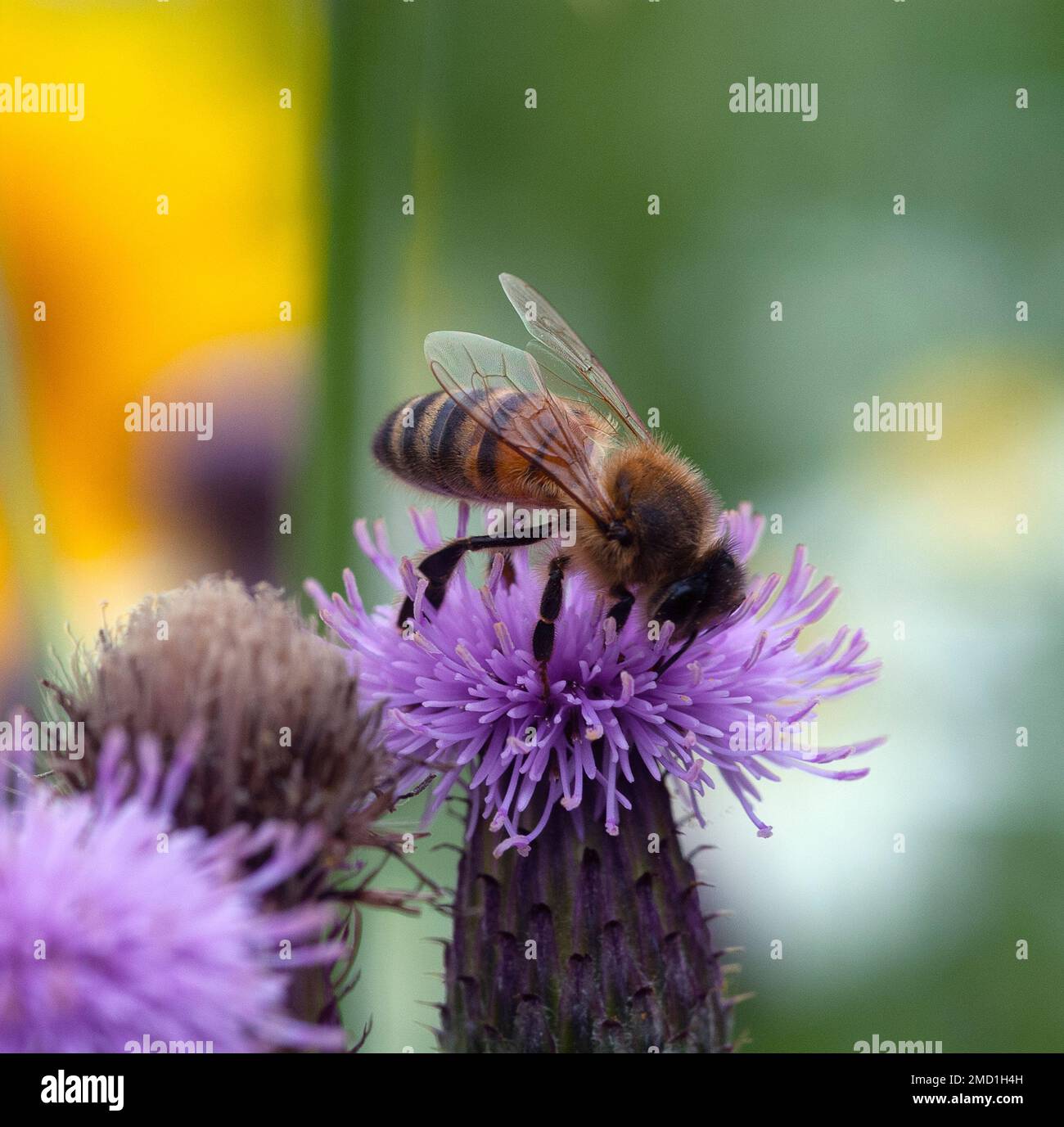 Pollen collecting insects hi-res stock photography and images - Alamy