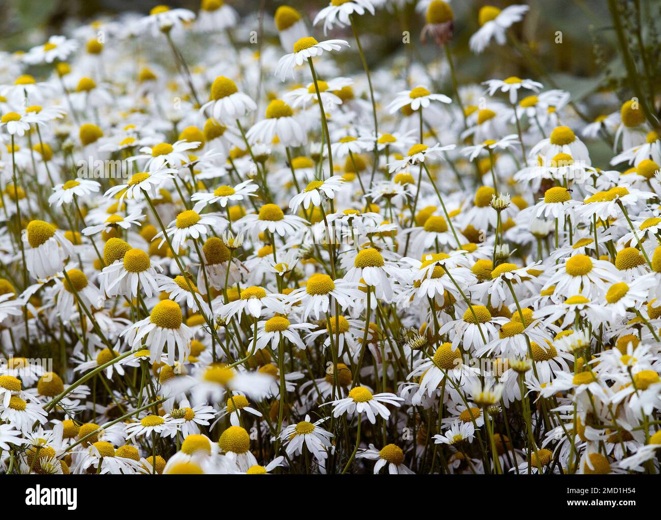 Widespread plants hi-res stock photography and images - Alamy