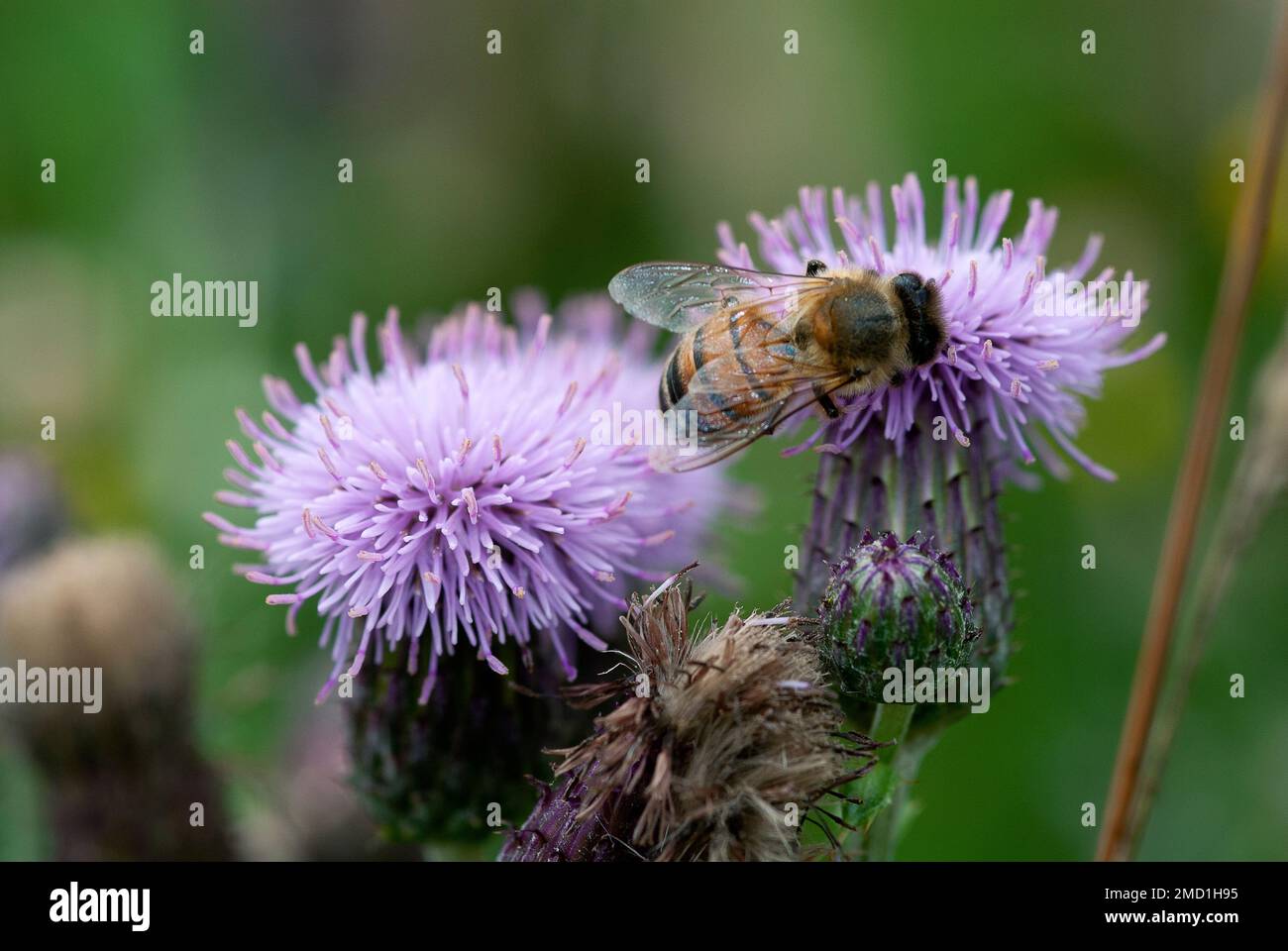 Bees collecting pollen from bright hi-res stock photography and images ...