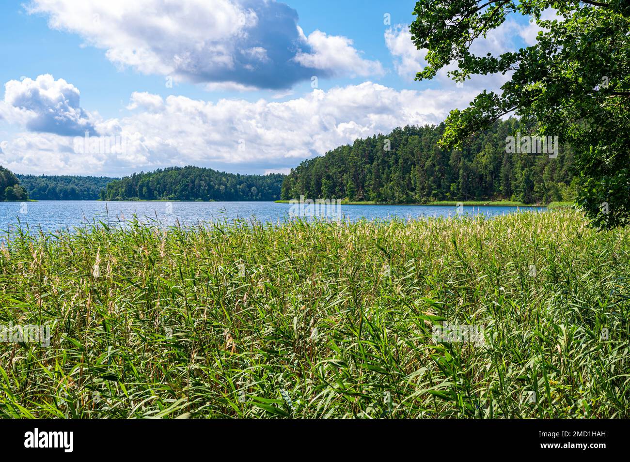 Bulrush plants growing on the coast of Asveja lake surrounded by forest ...