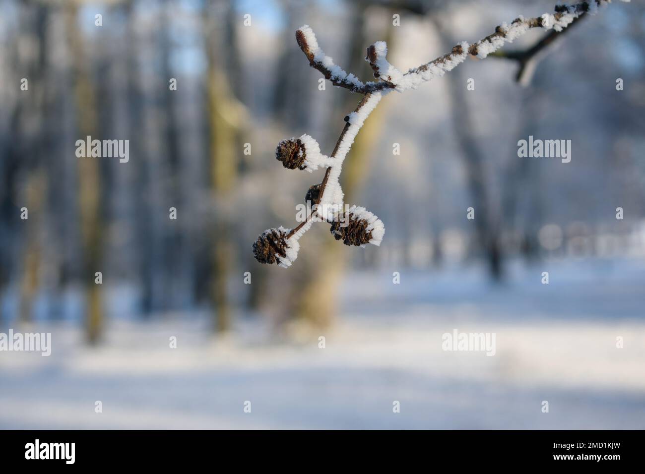 Black alder (Alnus glutinosa) cones or female catkins covered in frost ...