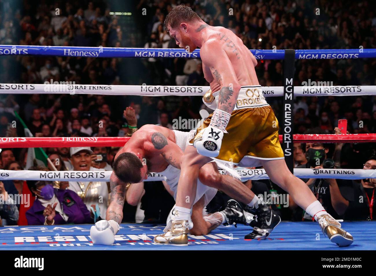 Canelo Alvarez, of Mexico, knocks down Caleb Plant to win a super ...