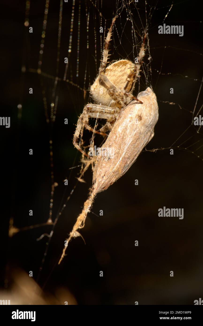 Cross spider (Araneus diadematus) with bound prey Stock Photo - Alamy