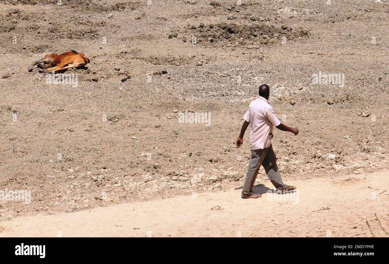 A man walk past a dead cow, in Ndavaya village in Kinango sub-county ...