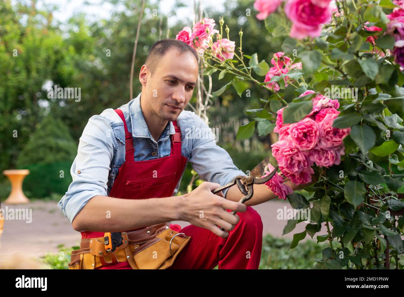 Scissors To Cut Roses at Eldon Berthold blog