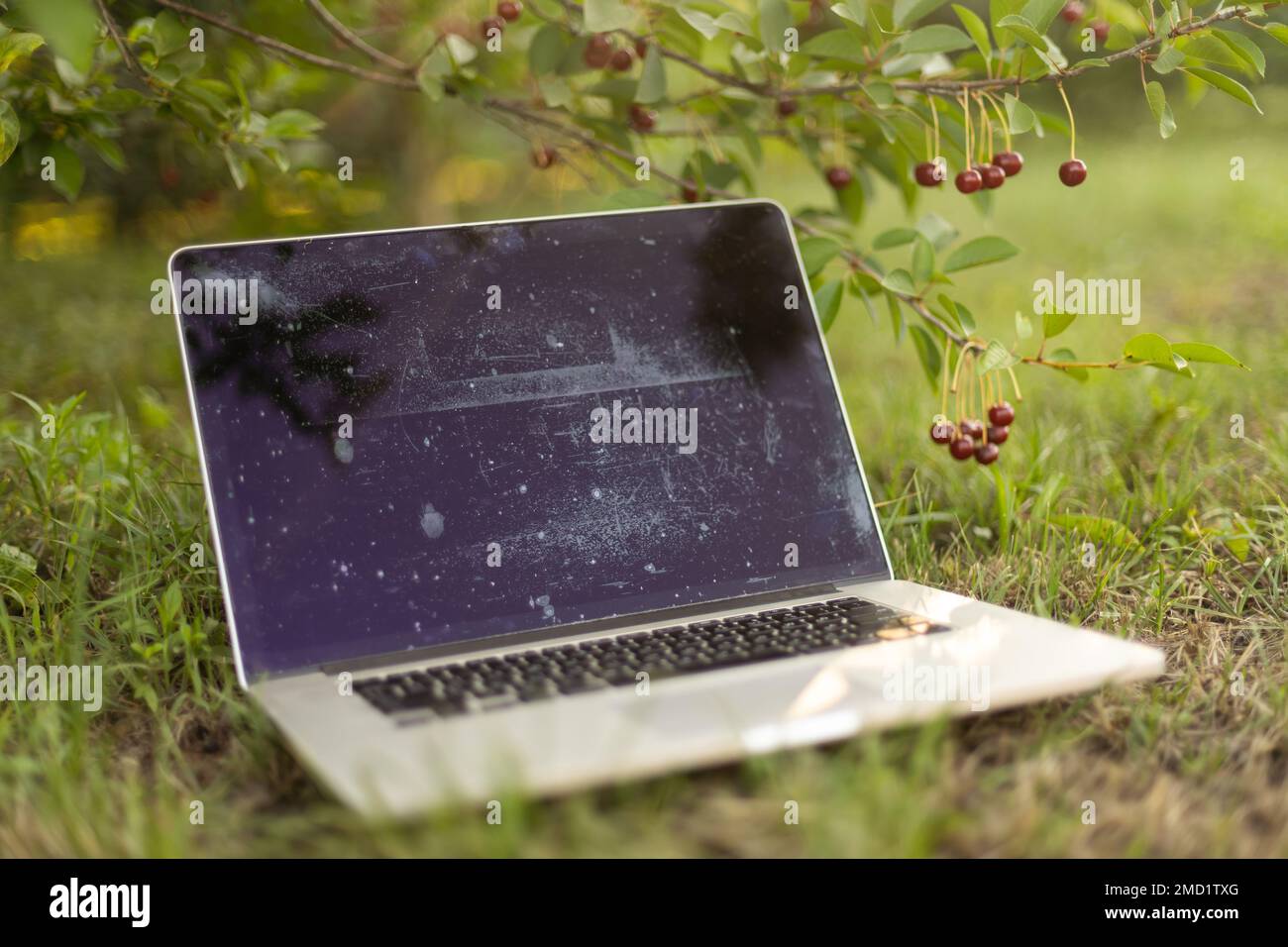 Laptop on green grass laptop and cherry tree Stock Photo - Alamy