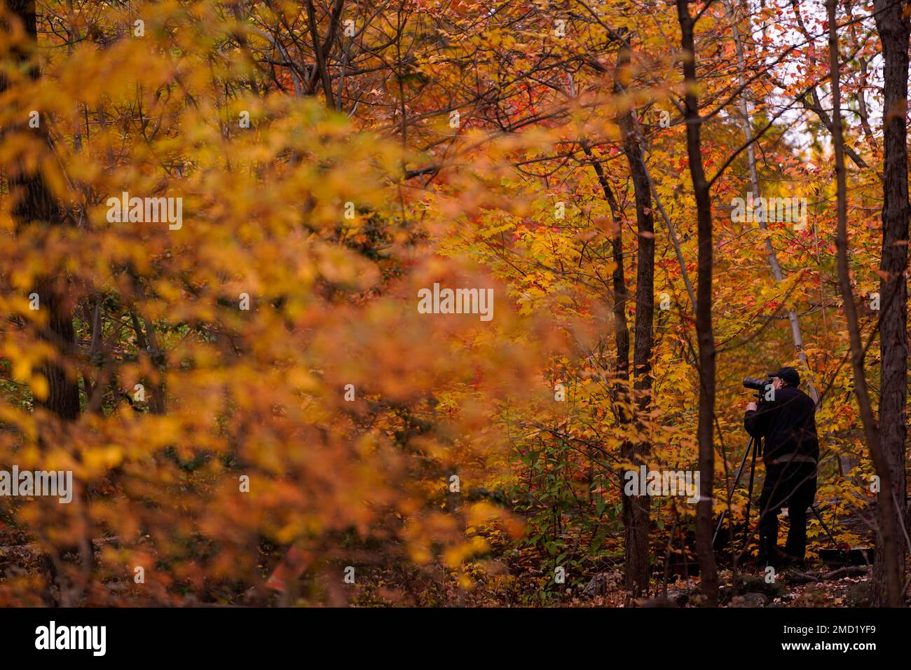 A man takes pictures of the fall foliage at the New York Botanical ...
