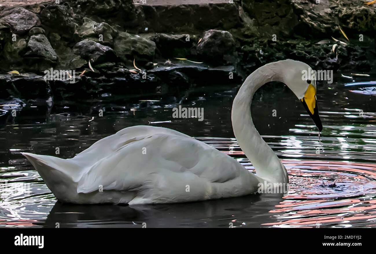 White swan in zoo hi-res stock photography and images - Alamy