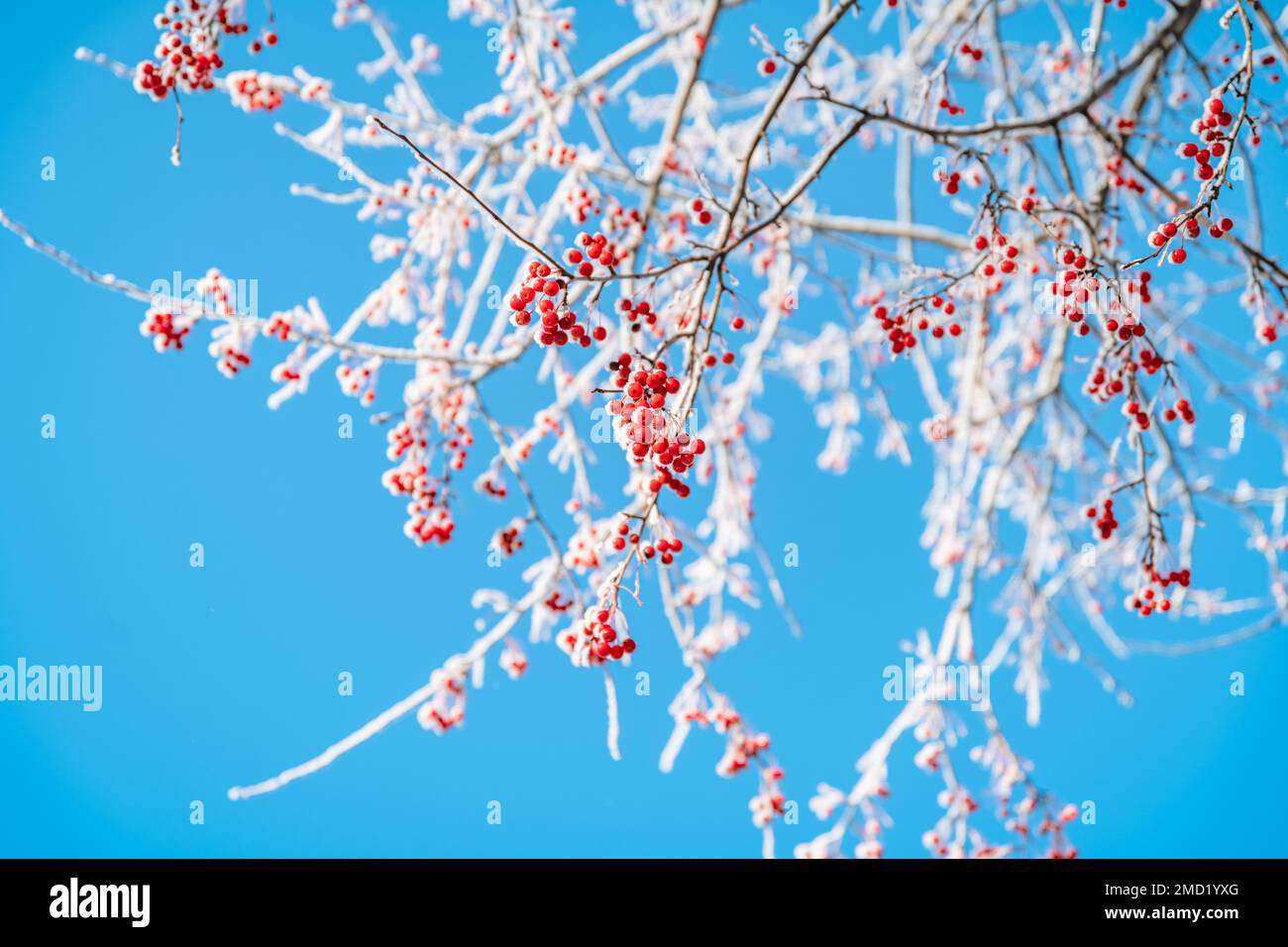 Rowan tree in snow and blue sky, natural winter background. frozen ...