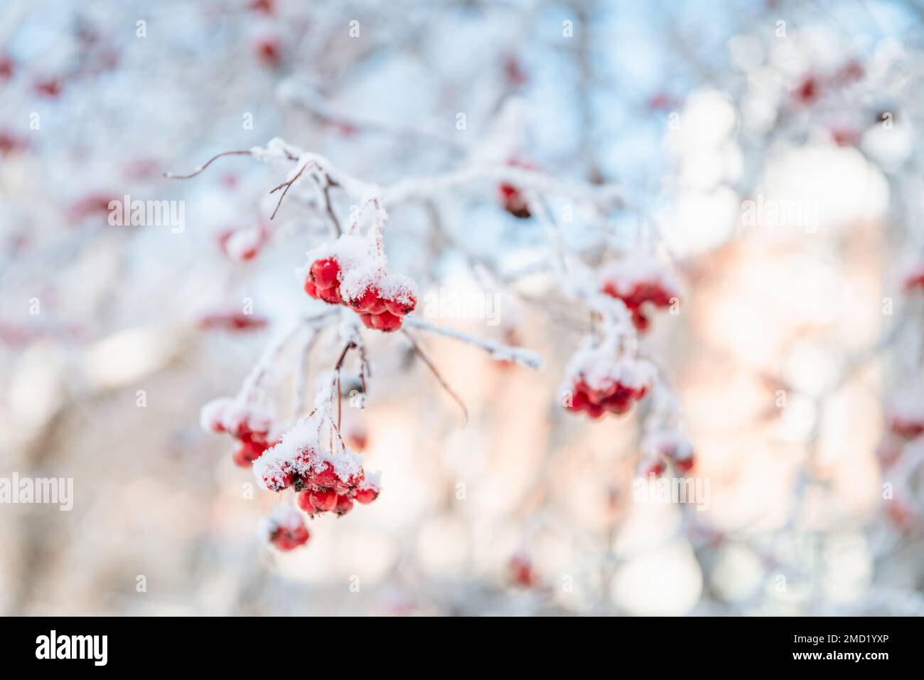 Rowan tree in snow, natural winter background. frozen branches with red ...
