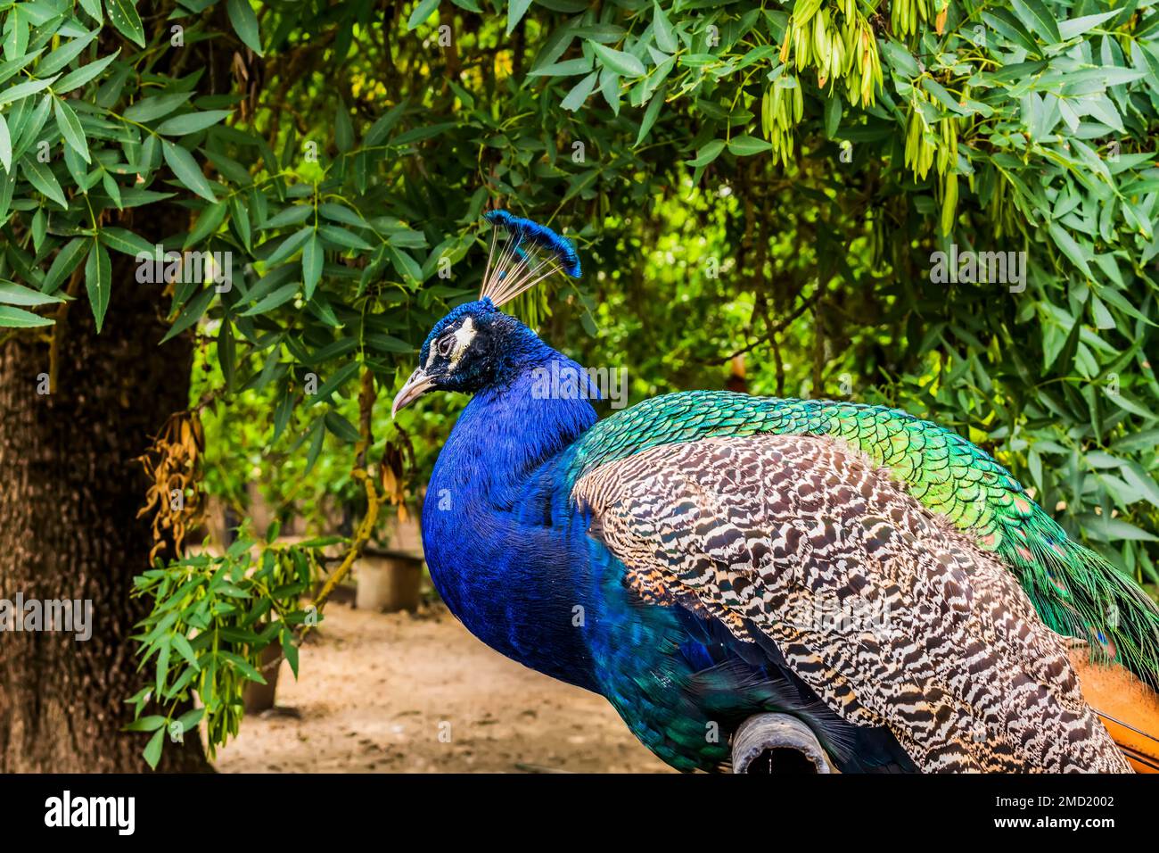 The portrait of beautiful peacock Stock Photo - Alamy