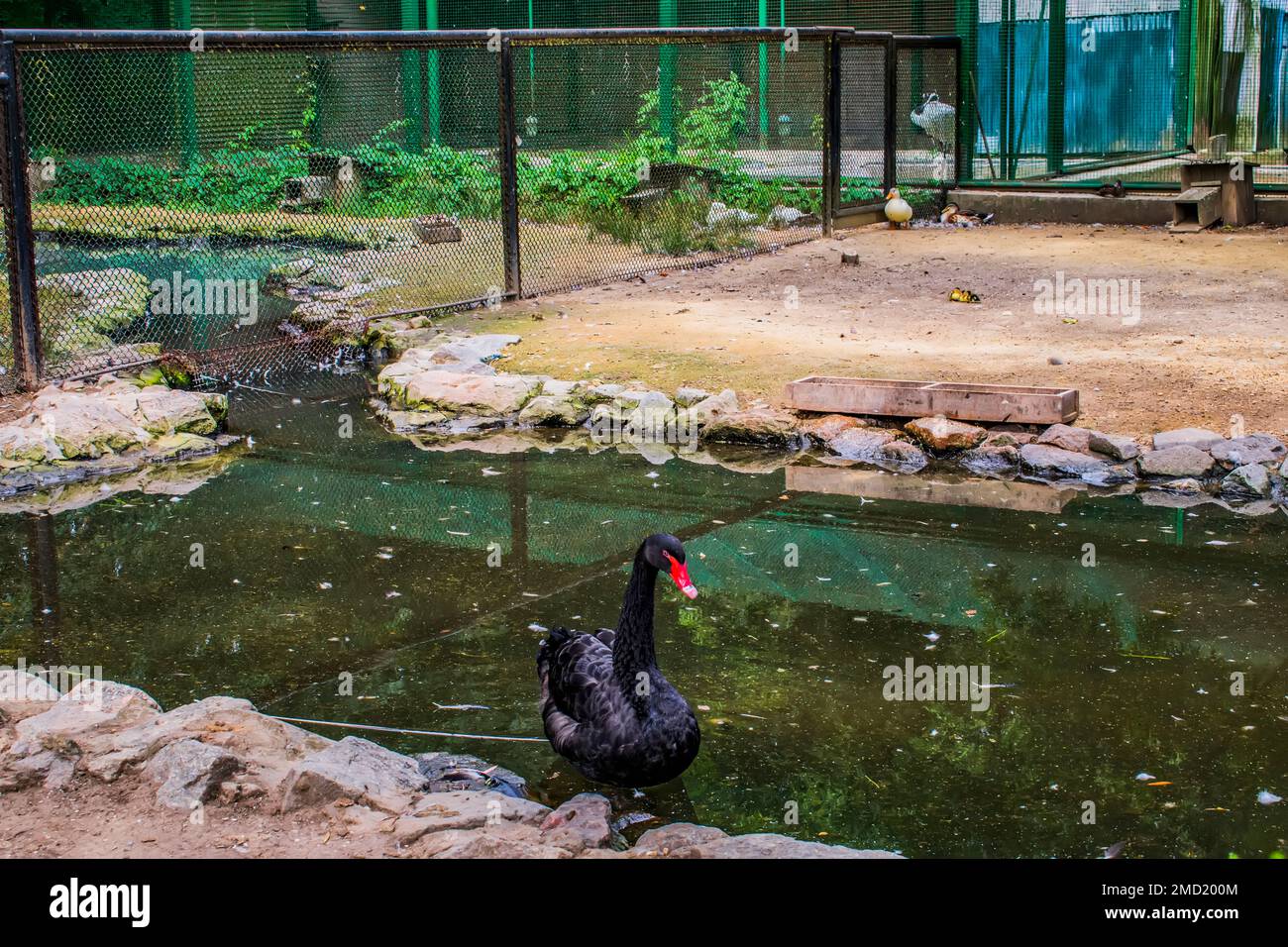 The black swan is in the zoo Stock Photo - Alamy