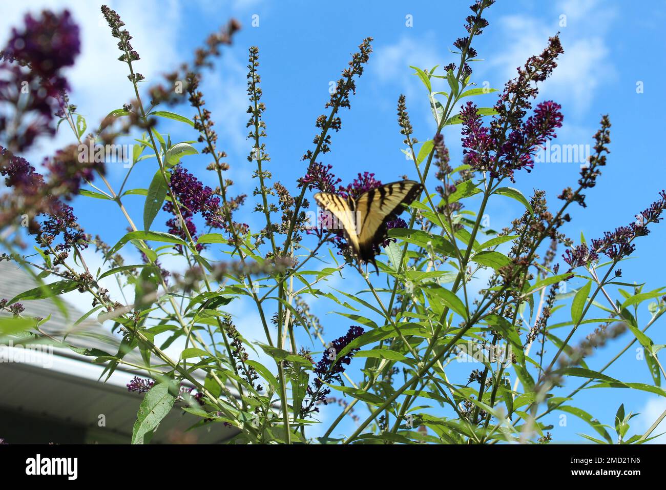 A low angle of the eastern tiger swallowtail butterfly (Papilio glaucus ...