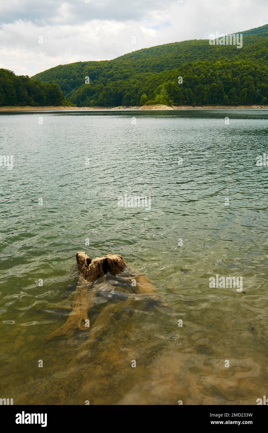 Submerged trunk in Irabia swamp, surrounded by beech tree (Fagus ...