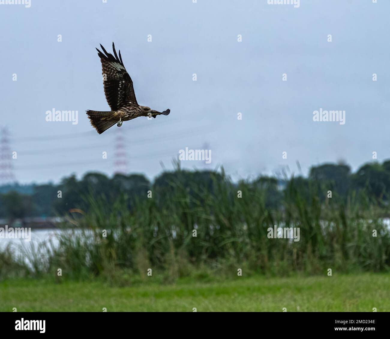 Wings in v shape hi-res stock photography and images - Alamy