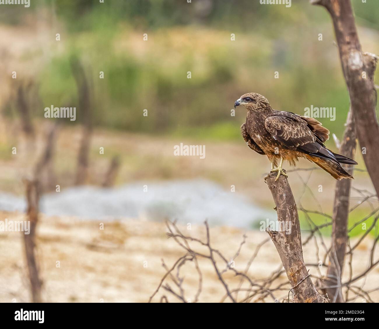 A Black Kite resting on a pole Stock Photo - Alamy