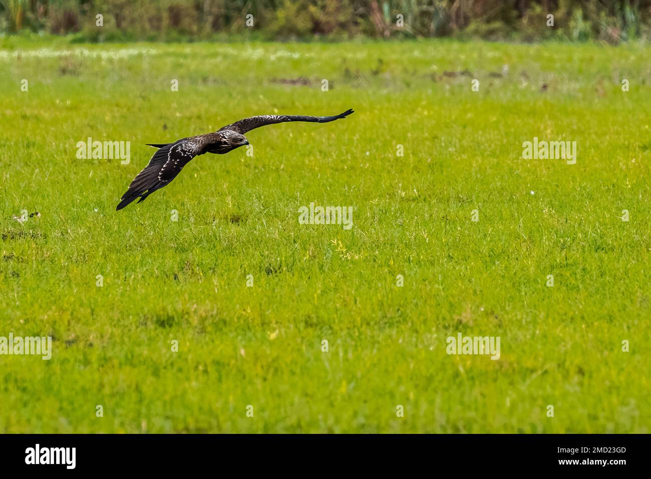 Horizontal wings hi-res stock photography and images - Alamy
