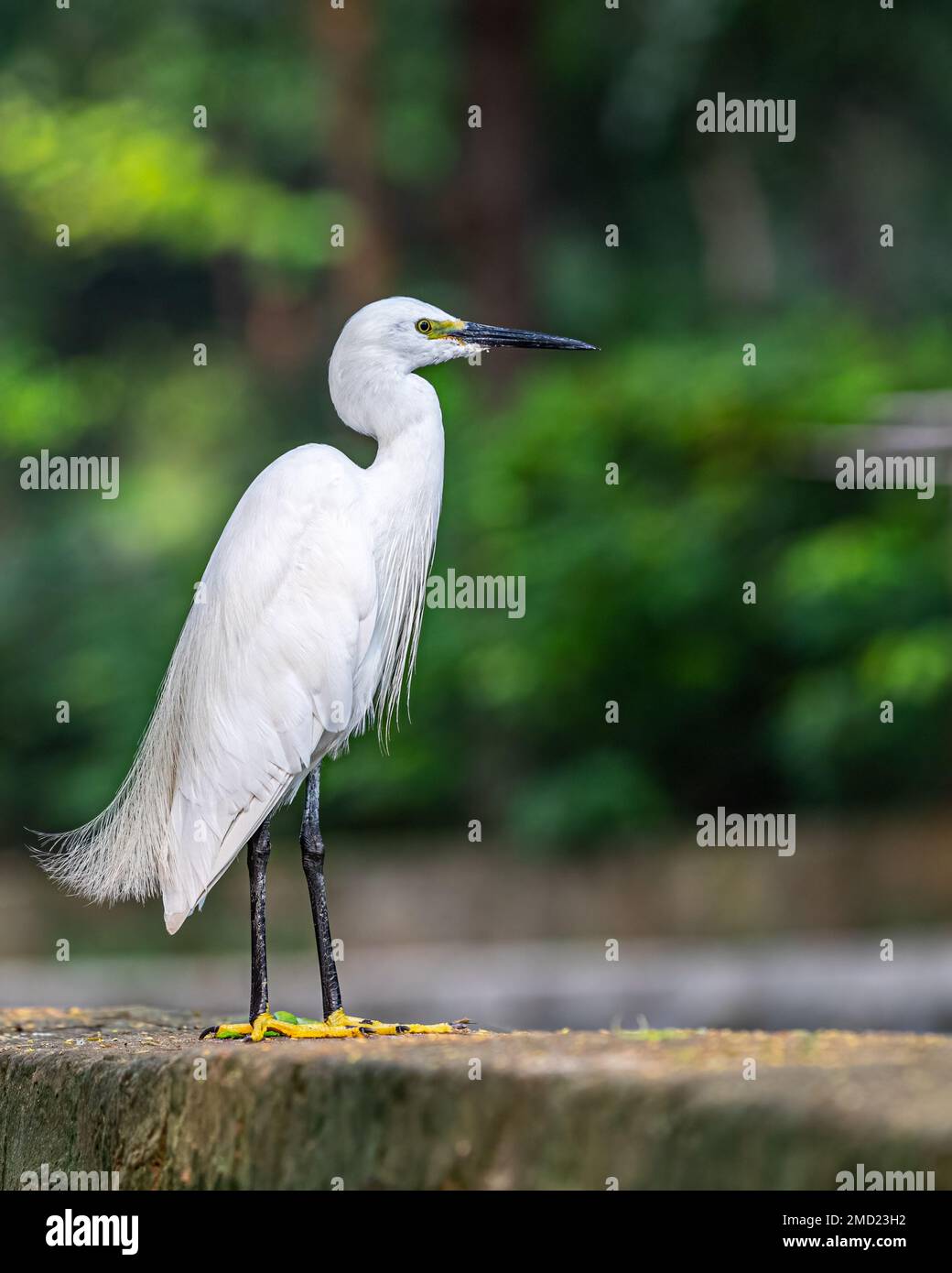 A Egret resting on the bank of a lake Stock Photo - Alamy