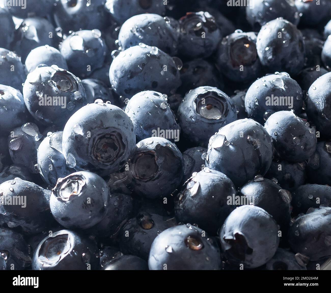 blueberry. Fresh Bilberries. Close-up background Stock Photo - Alamy