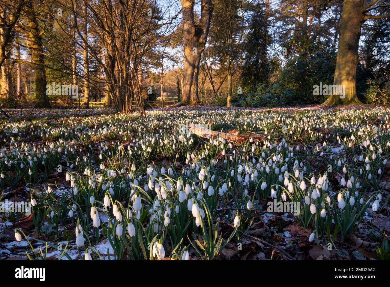 Snowdrops at Rode Hall, Scholar Green, near Congleton, Cheshire ...