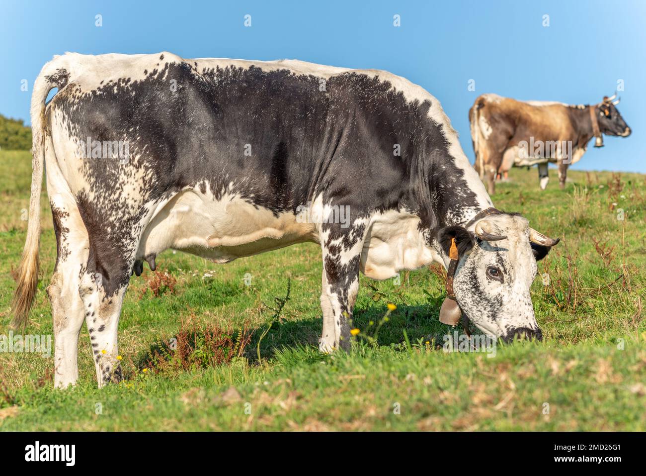 Vosges cattle hi-res stock photography and images - Alamy