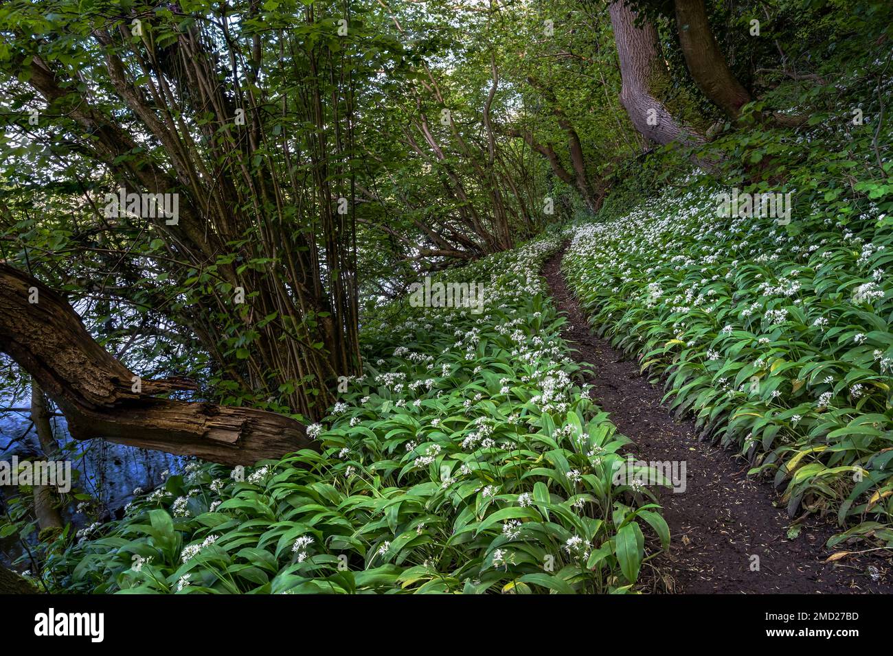 Wild Garlic or Ramsons (Allium ursinum) beside the River Weaver in ...
