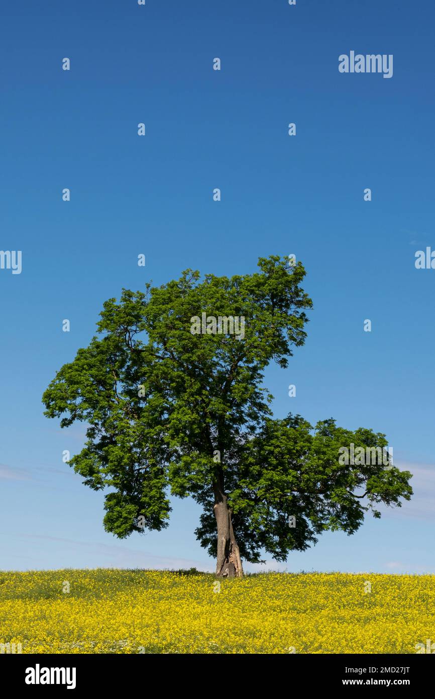 Ash Tree (Fraxinus excelsior) in a field of yellow Rapeseed, Higher ...