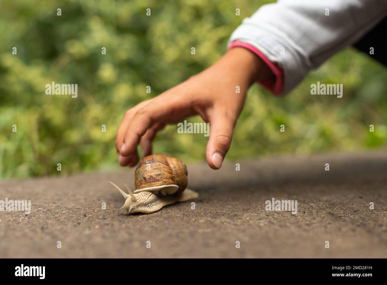 Study of nature and the environment. Small snail on a child's hand ...