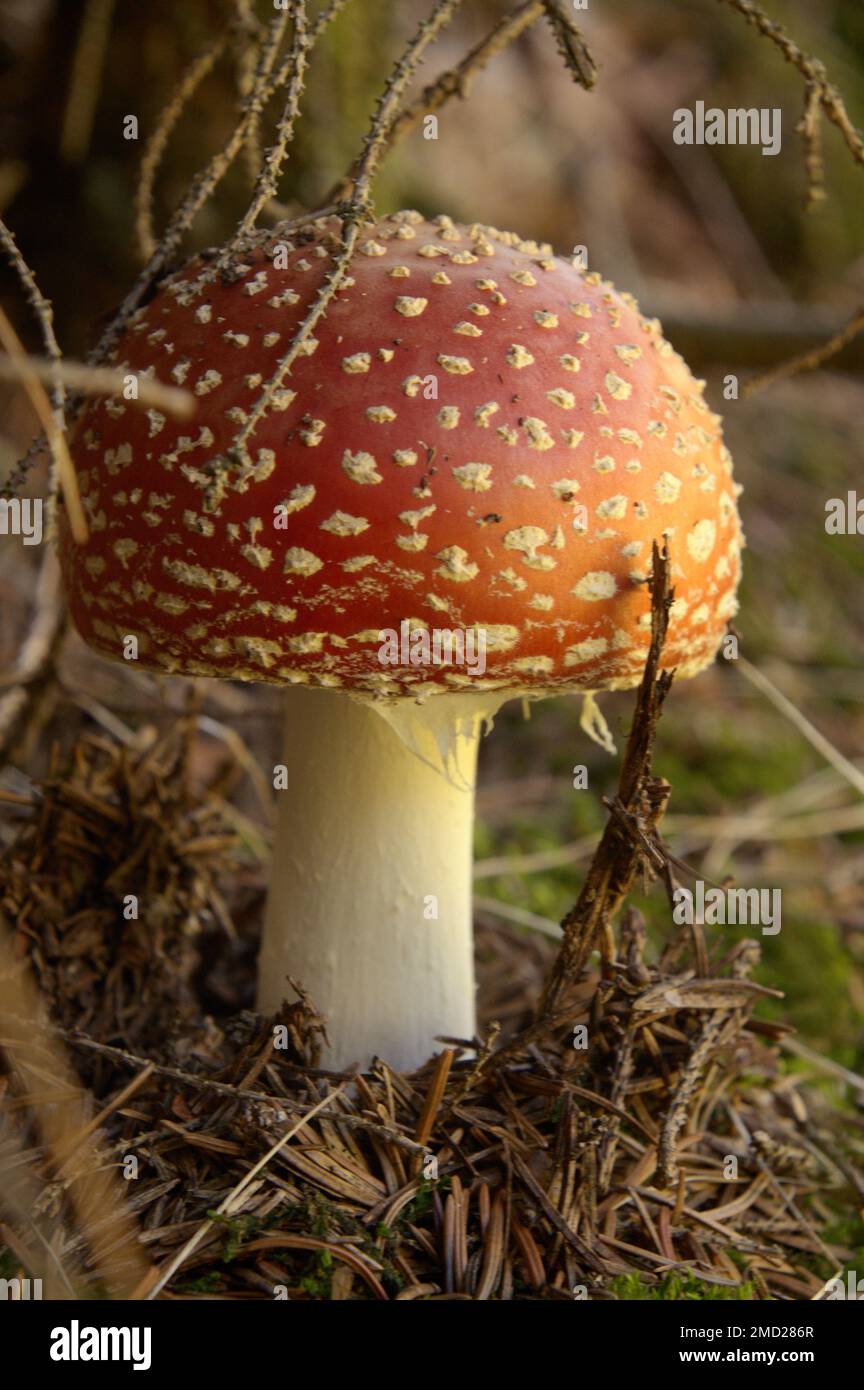Fly agaric toadstool (Amanita muscaria) in forest verge in the Swiss ...
