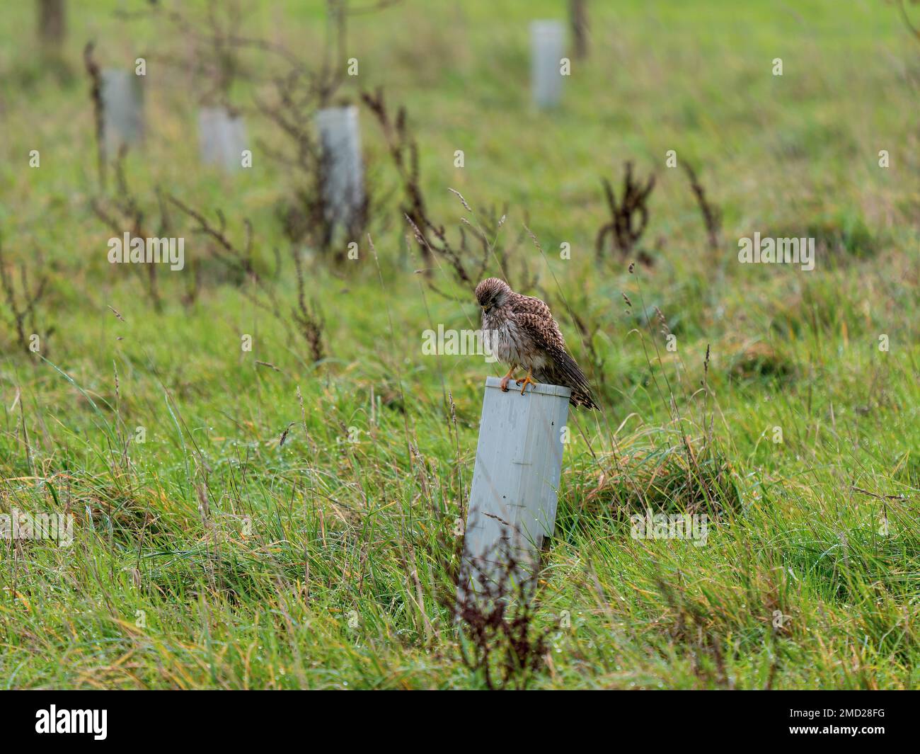 Tree protector hi-res stock photography and images - Alamy