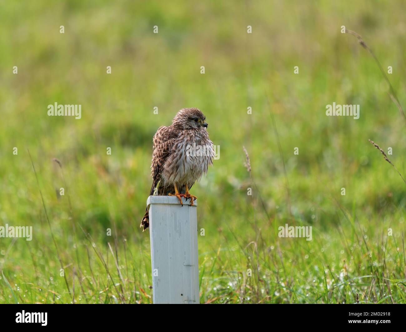 Tree protector hi-res stock photography and images - Alamy