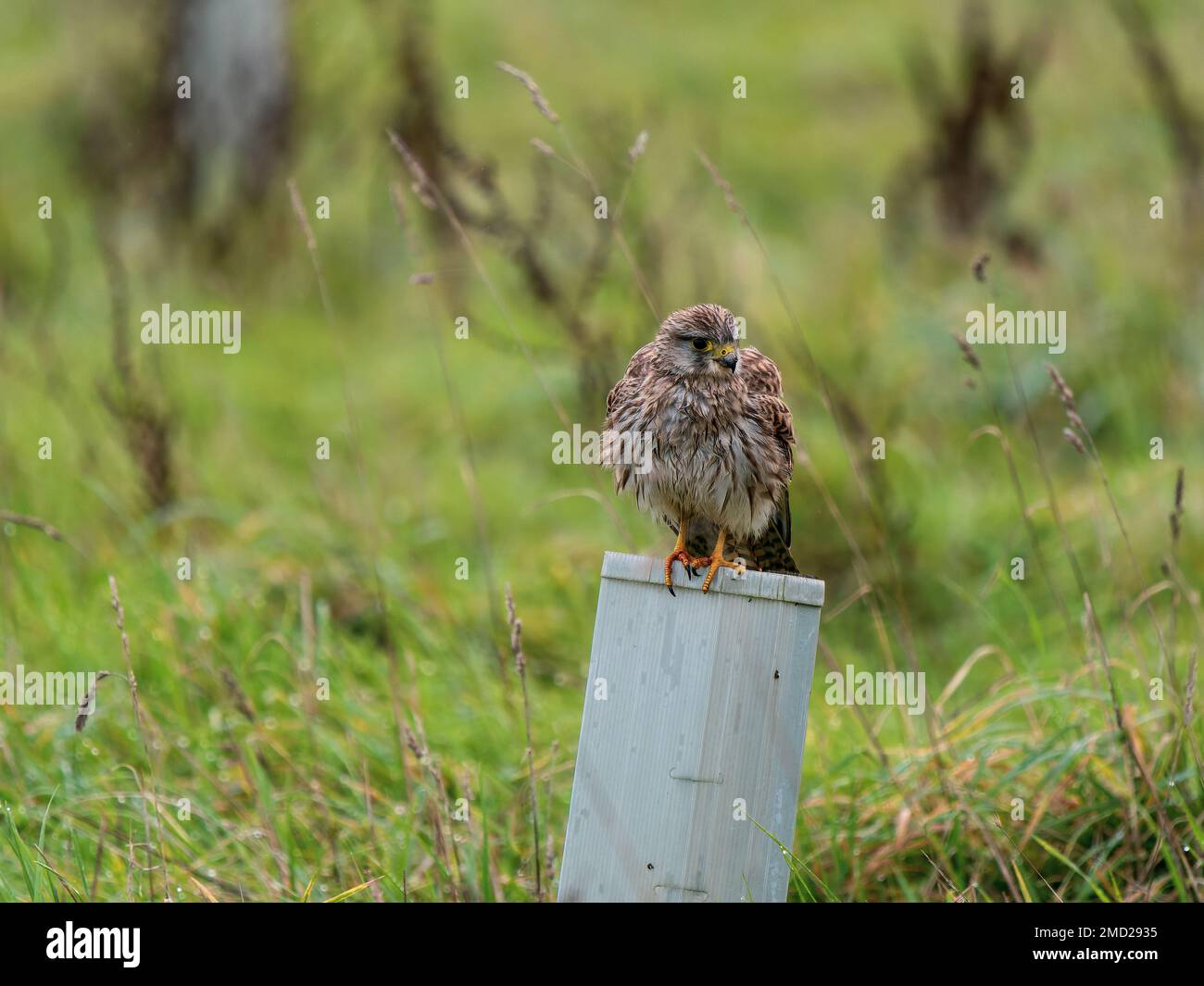 Avian protector hi-res stock photography and images - Alamy