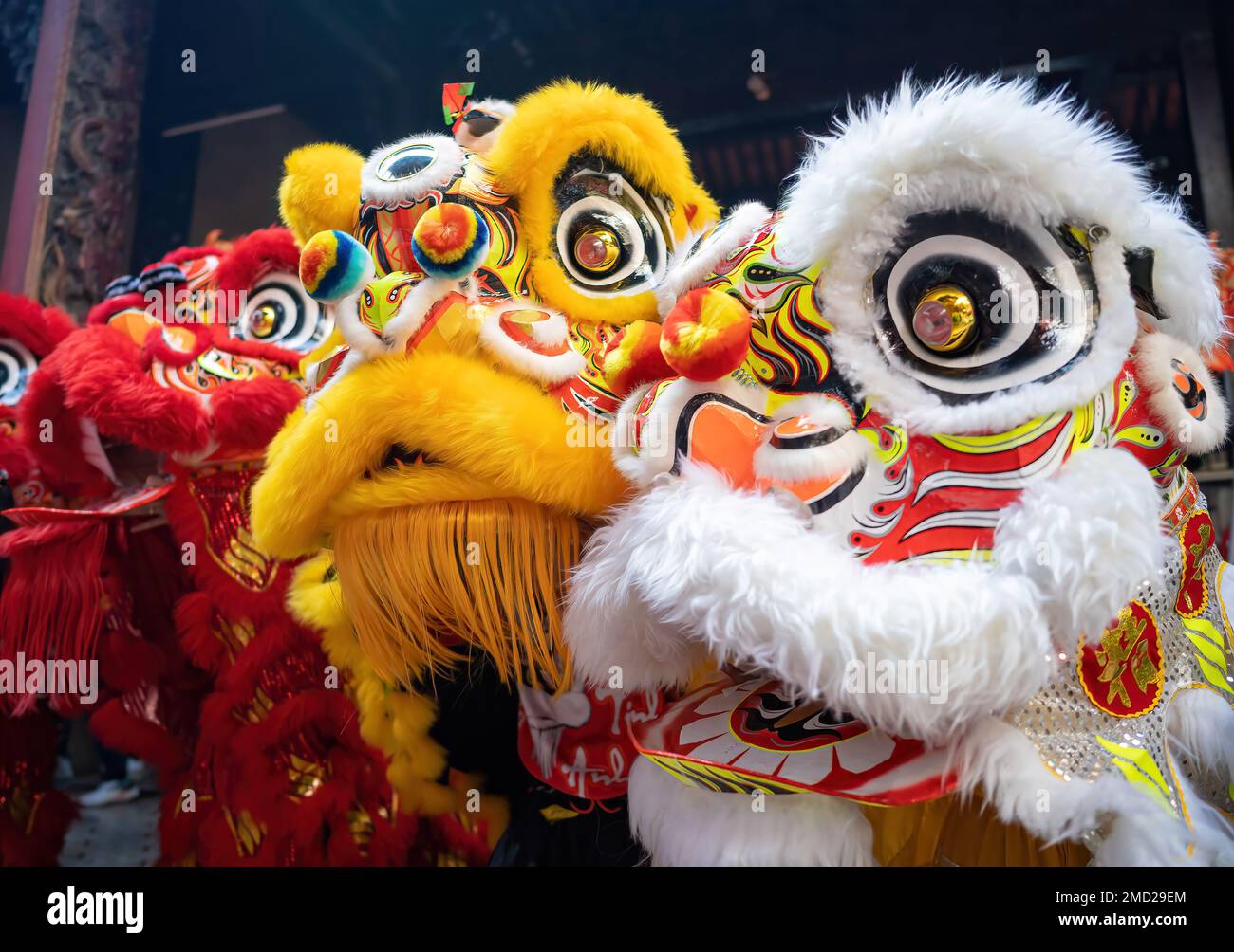 Dragon and lion dance show in chinese new year festival (Tet festival ...