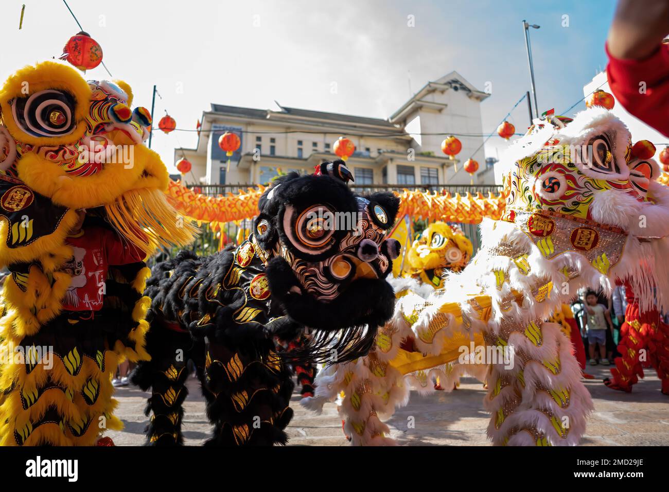 Dragon and lion dance show in chinese new year festival (Tet festival ...