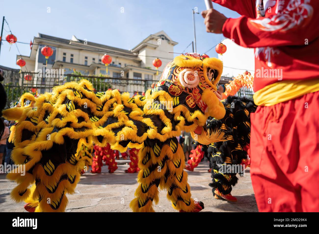 Dragon and lion dance show in chinese new year festival (Tet festival ...