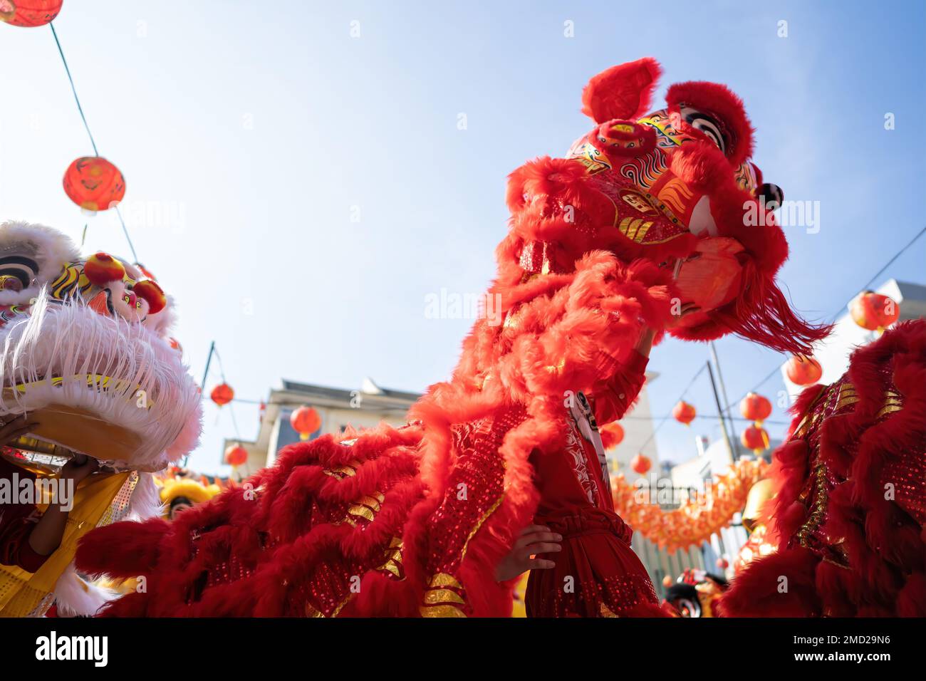 Dragon and lion dance show in chinese new year festival (Tet festival ...